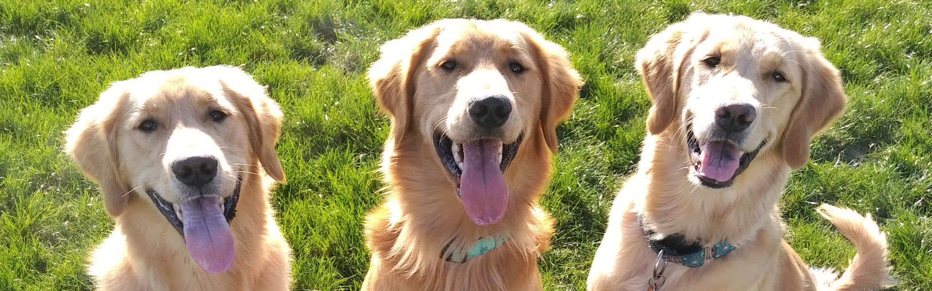 Meet Our Team - Canine Country Club